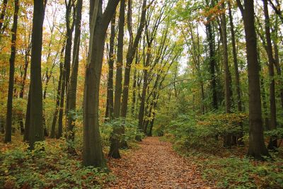 Activiteiten - Uitstappen - Brussels Ouderenplatform